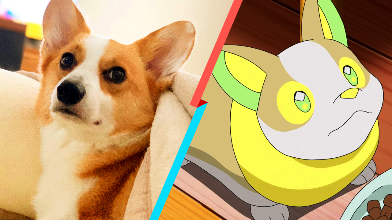 Pokémon: Un corgi se enamora de un peluche de Yamper | SomosKudasai